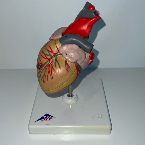 3B Scientific | Other | Classic Human Heart Model 2 Part 3b Smart ...